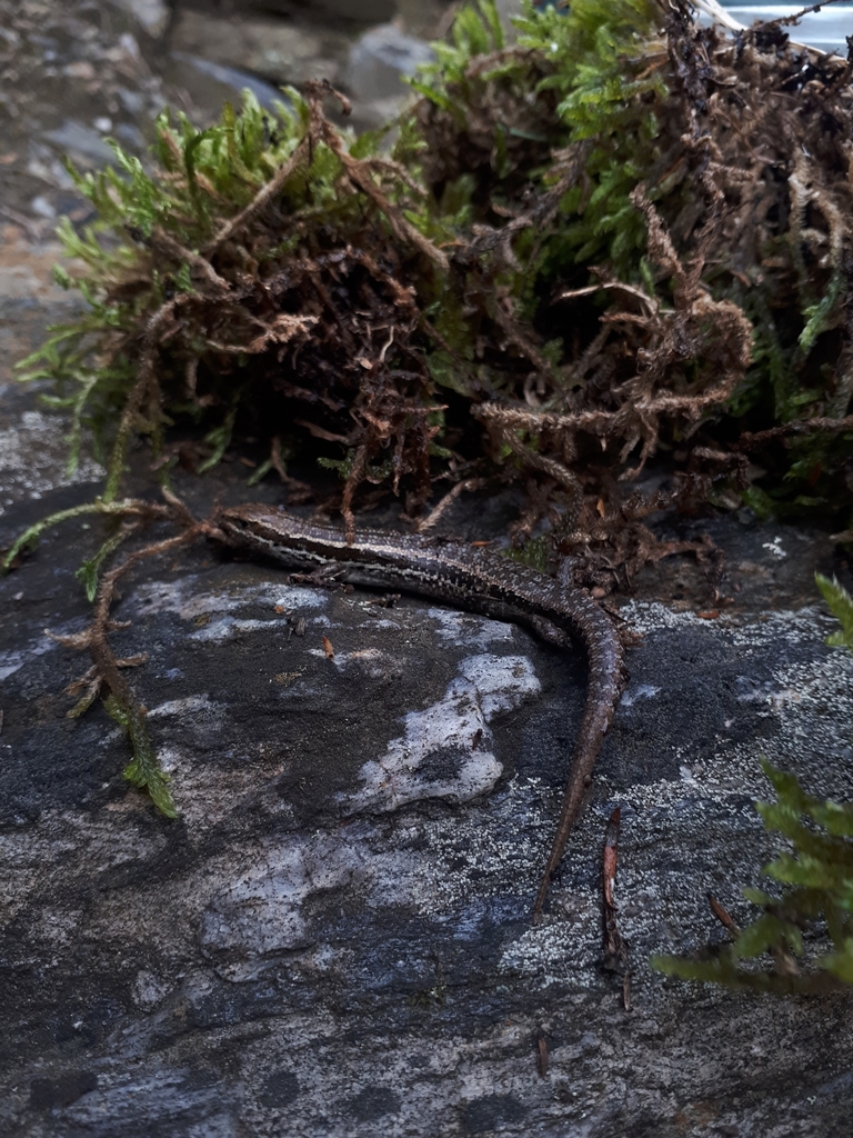 McCann’s Skink in July 2019 by rubymoore · iNaturalist