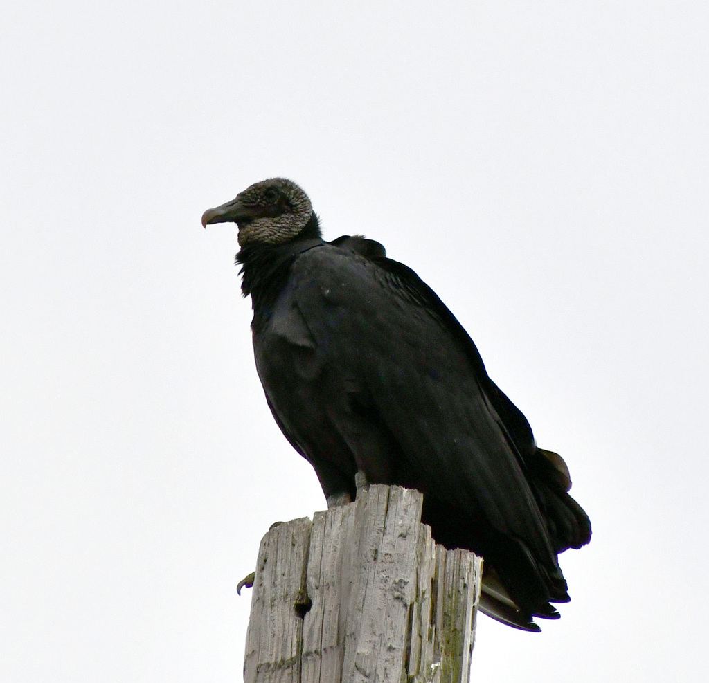 Black Vulture from Travis County, TX, USA on November 2, 2024 at 03:59 ...