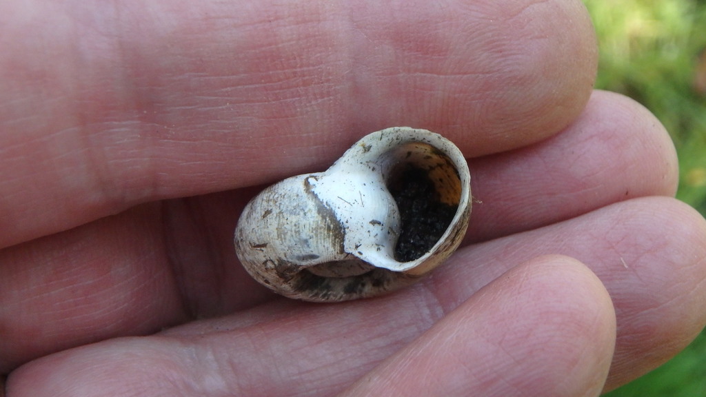 Planorbella from Oconto, WI 54153, USA on July 12, 2019 at 01:12 PM by ...