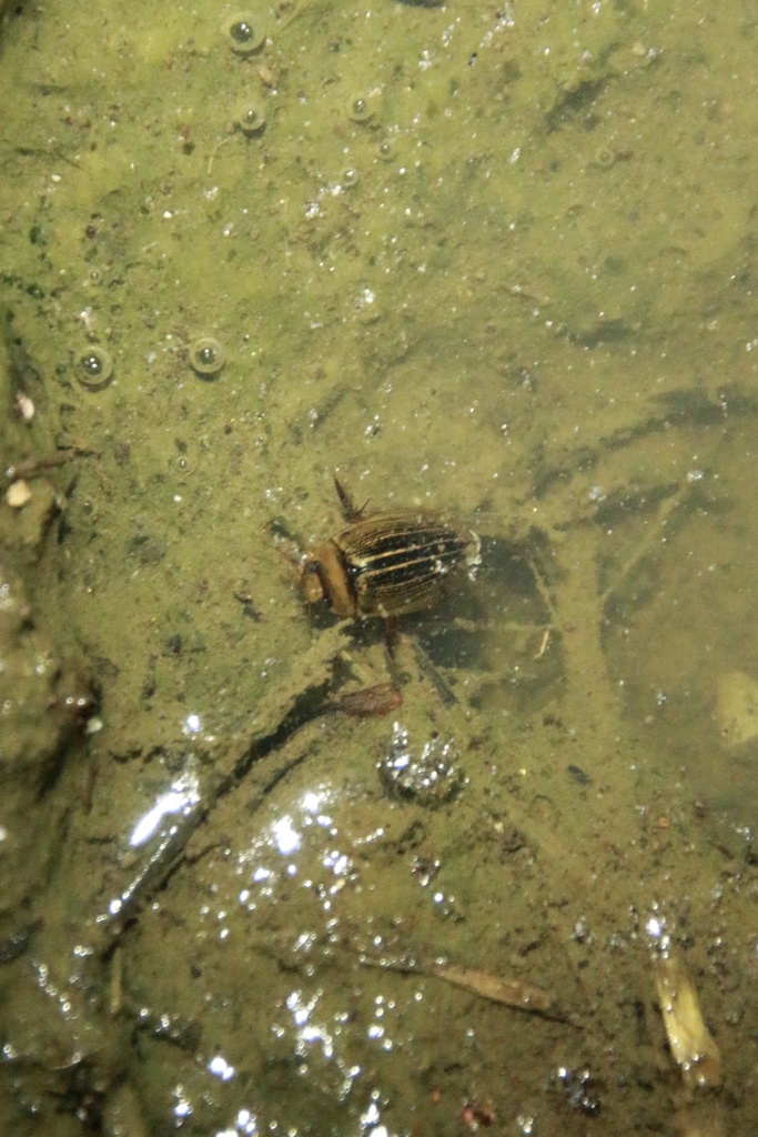 Hydaticus grammicus from 本州, 滑川町, 埼玉県, JP on May 28, 2022 at 09:39 PM ...