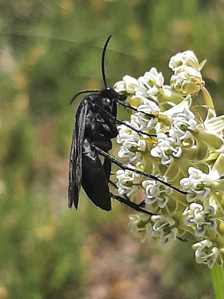 Spider Wasps from Otero County, CO, USA on July 12, 2024 at 10:17 AM by ...