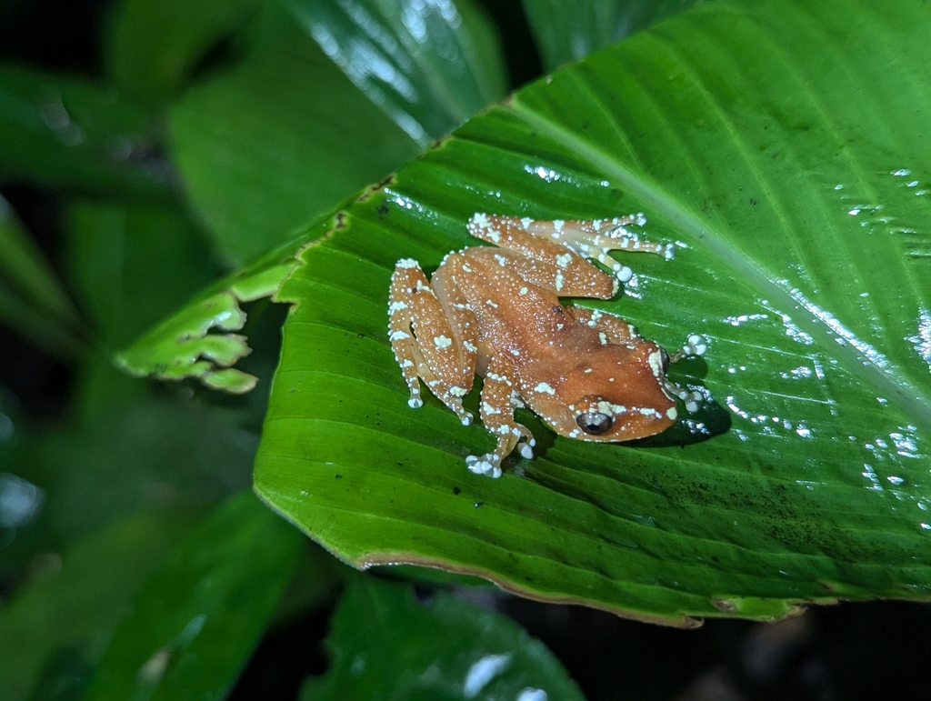 Peter's Tree Frog from R9F8+P62 Phanoen Thung Campsite, Tambon Huai Mae ...