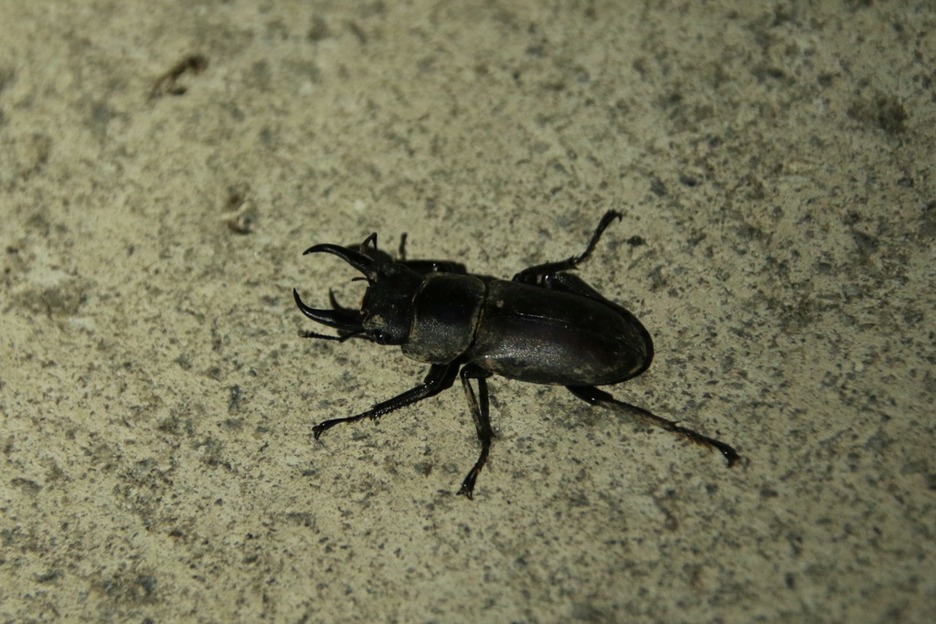 Dorcus rectus rectus from 本州, 滑川町, 埼玉県, JP on May 28, 2022 at 08:52 PM ...