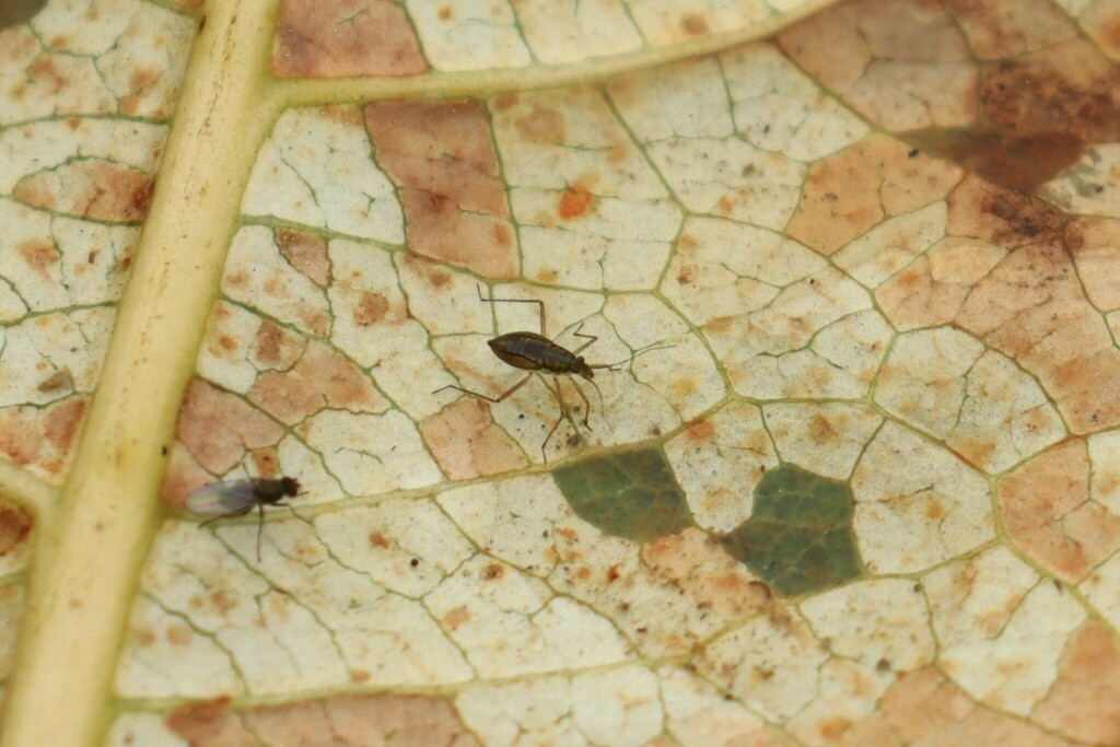 Mulsant's Water Treader from Fife, WA, USA on October 20, 2024 at 12:34 ...