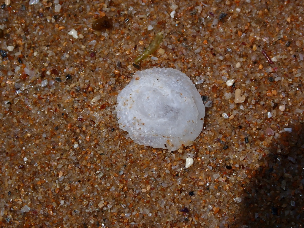 Trimusculus conicus from Central Coast NSW, Australia on October 31 ...