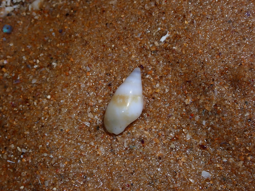 yellow-coated clusterwink from Central Coast NSW, Australia on October ...