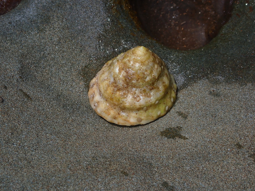 Common Tent Shell from Central Coast NSW, Australia on October 31, 2024 ...