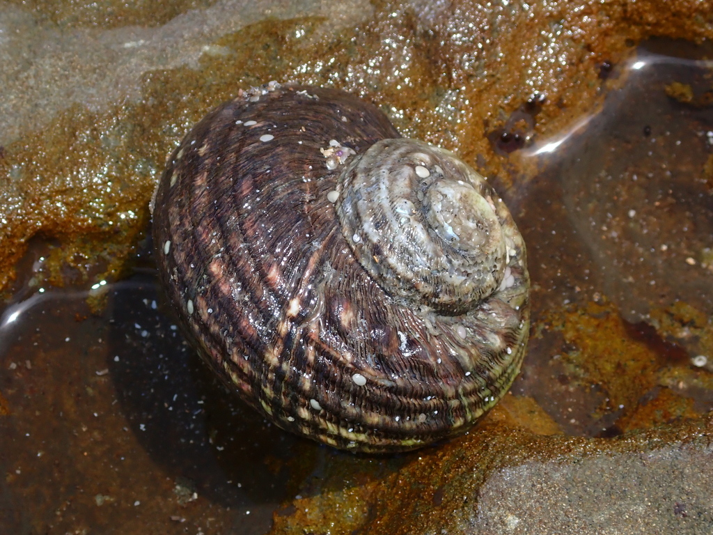 Rough turban shell from Central Coast NSW, Australia on October 31 ...