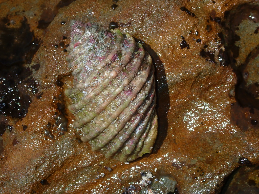 Cart-Rut Shell from Bateau Bay NSW 2261, Australia on October 31, 2024 ...