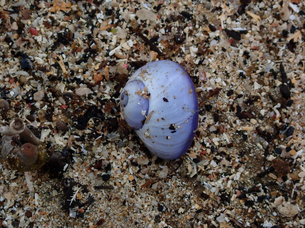 Violet Sea Snail from Central Coast NSW, Australia on October 31, 2024 ...