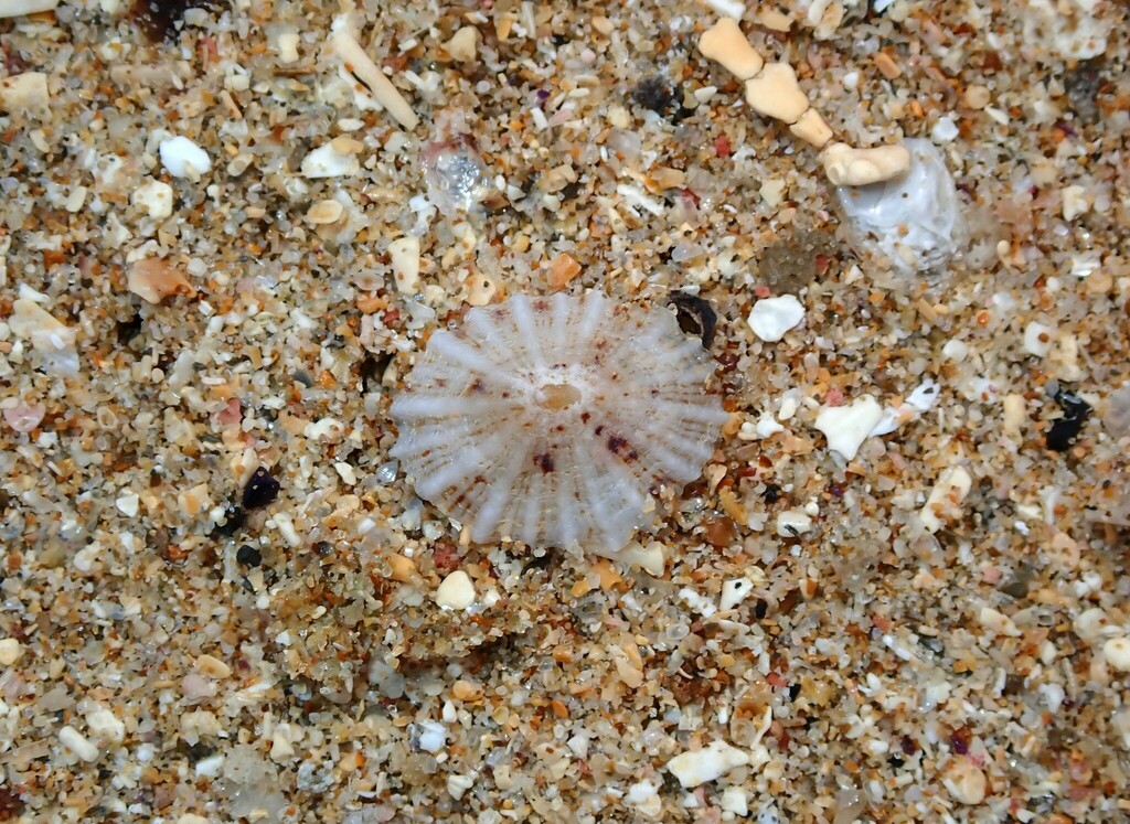 Siphonaria zelandica from Central Coast NSW, Australia on October 31 ...