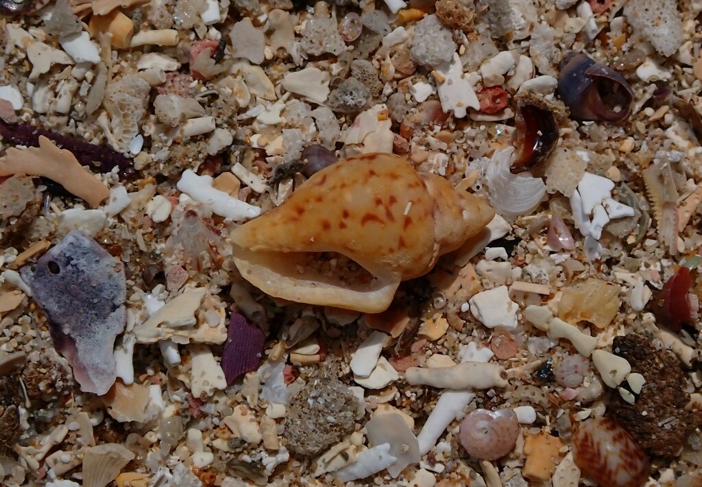 Dotted Dove Shell from Central Coast NSW, Australia on October 31, 2024 ...