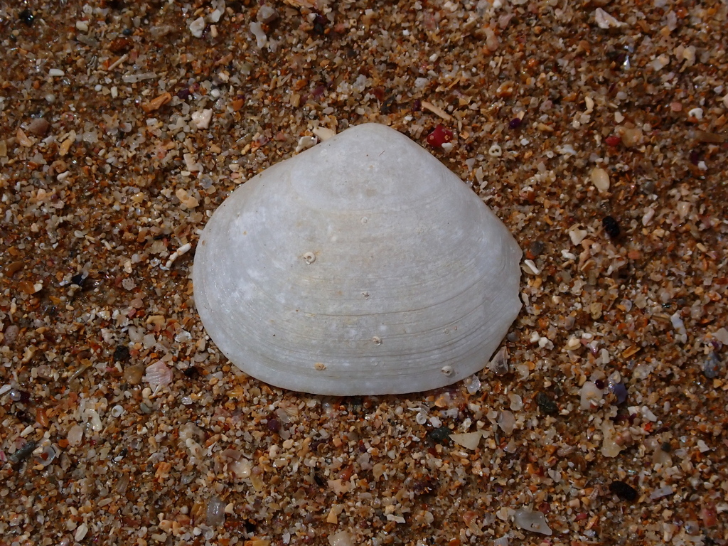 Tellins and Allies from Central Coast NSW, Australia on October 31 ...