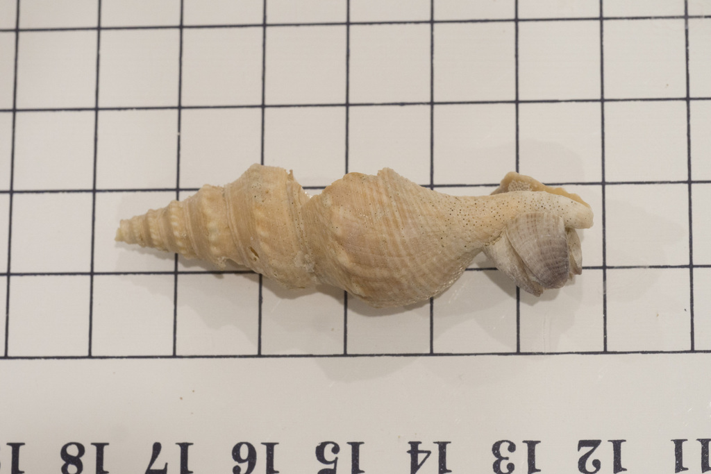 Java Turrid Snail from phường 11, Vũng Tàu, Ba Ria - Vung Tau, Вьетнам ...