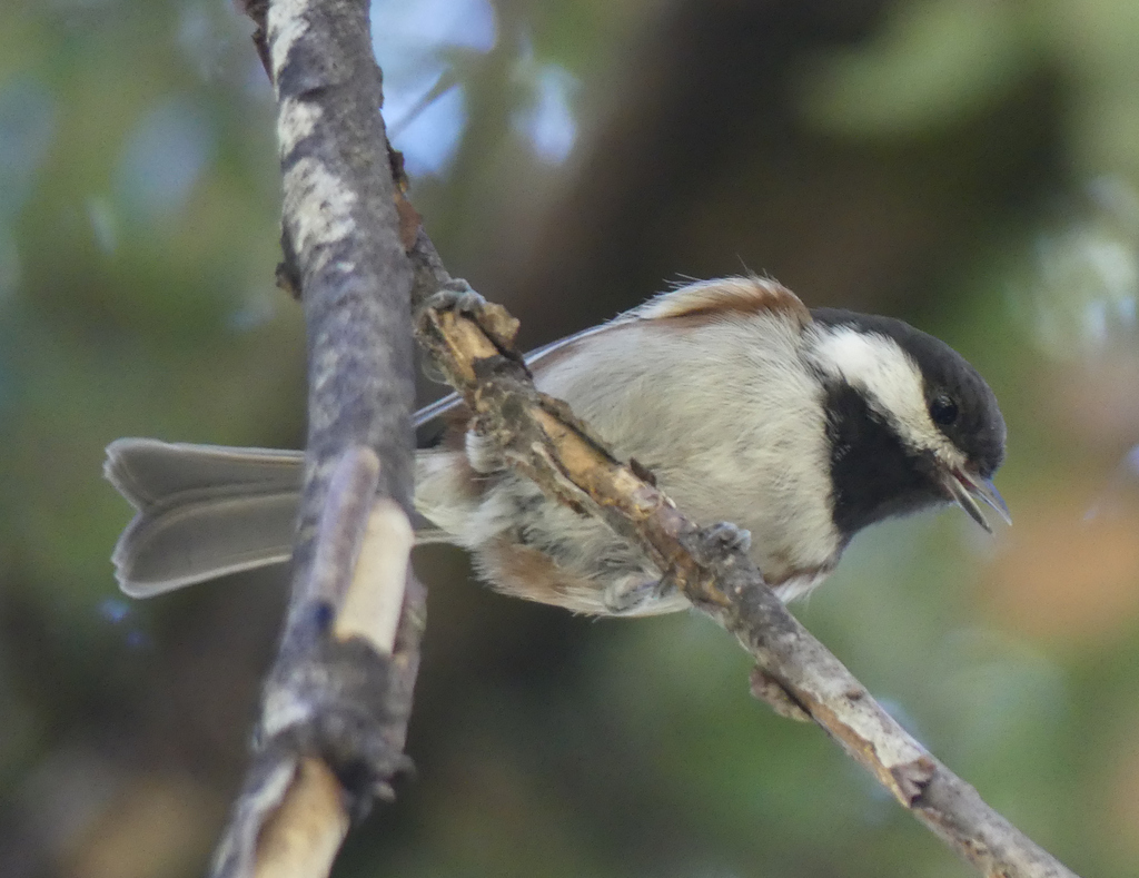 Chestnut-backed Chickadee from Trinity, California, United States on ...