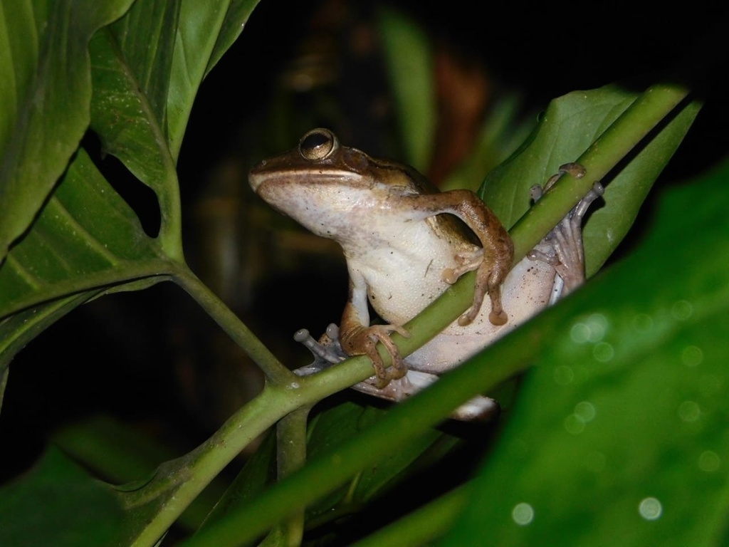 Common Southeast Asian Tree Frog from Java, Bogor, West Java, ID on ...