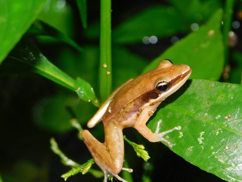 Nicobarese Frog from Java, Bogor, West Java, ID on November 3, 2024 at ...