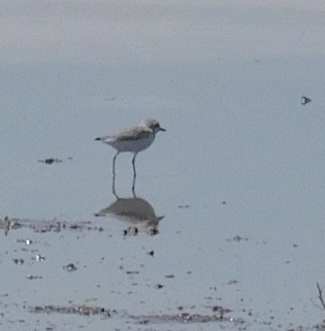 Snowy Plover in July 2016 by ellen hildebrandt. www.allaboutbirds.org ...