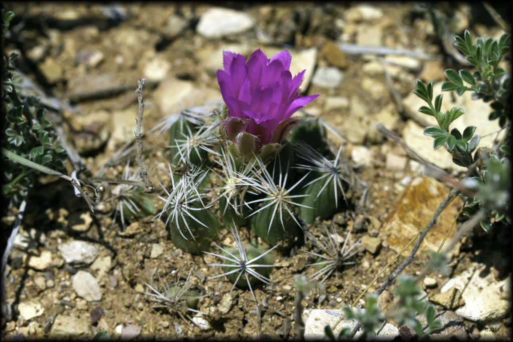 Hester's Corycactus in June 2014 by Bryan Box · iNaturalist