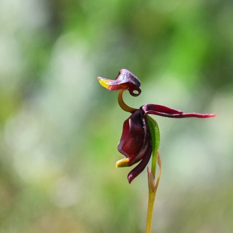 Large Flying Duck Orchid from Wybung NSW 2259, Australia on November 2 ...
