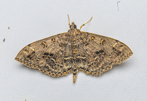 Pramadea denticulata · iNaturalist