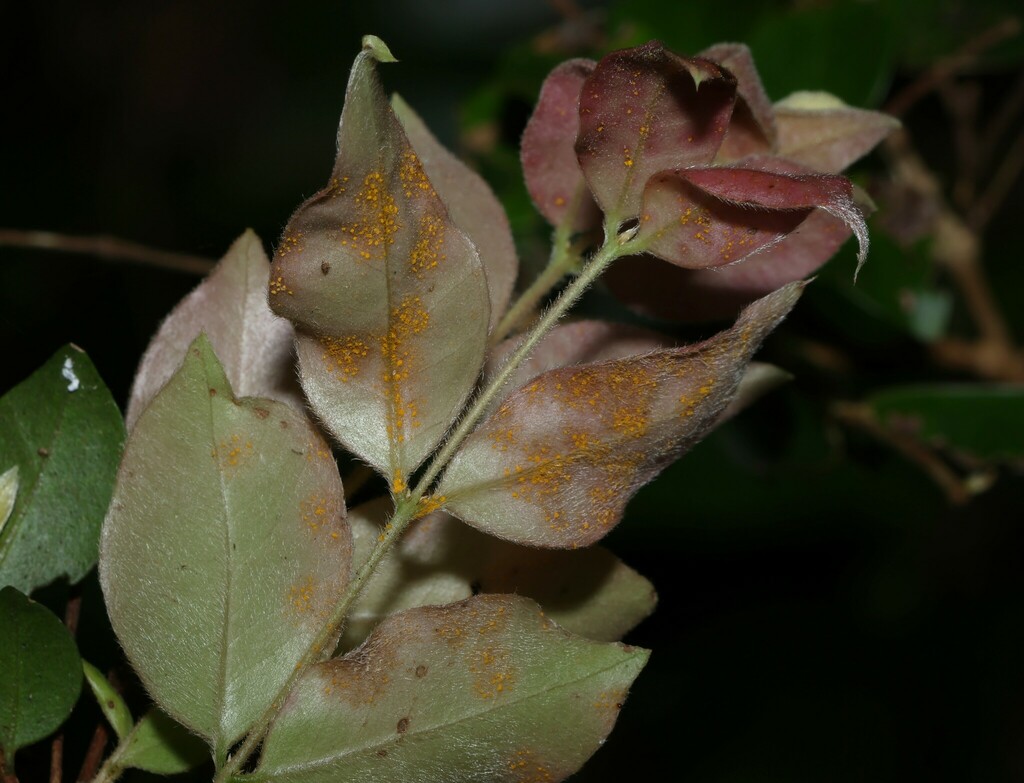 Myrtle Rust from Bellthorpe QLD 4514, Australia on November 3, 2024 at ...