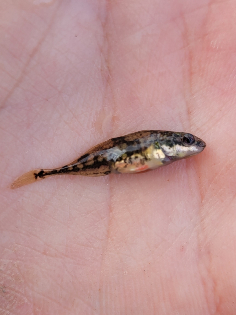 Fourspine Stickleback from Waterside, NB E4H 4M3, Canada on November 2 ...