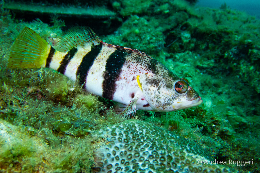 Banded Seaperch from Busselton Jetty, Busselton, WA, AU on November 3 ...