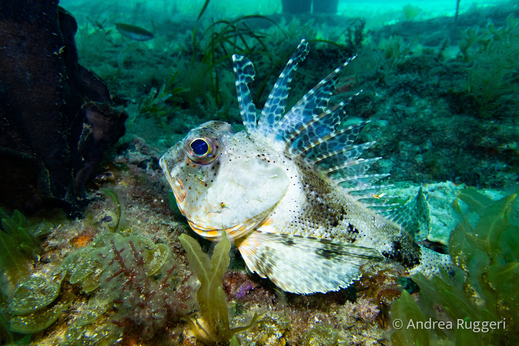 Bighead Gurnard Perch from Busselton Jetty, Busselton, WA, AU on ...