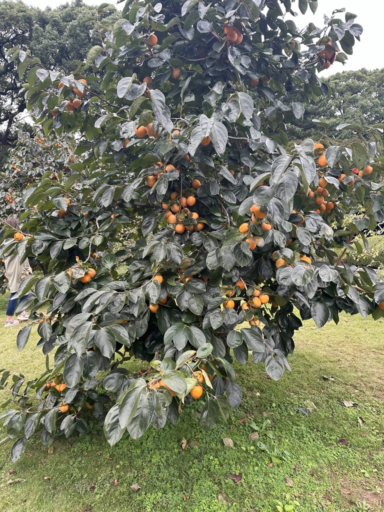 Japanese Persimmon from The Imperial Palace, Chiyoda, Tokyo, JP on ...