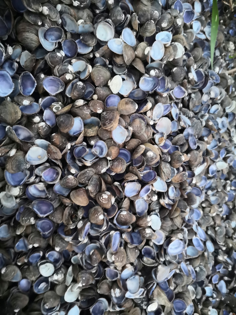 Asian Clam from 中国广东省广州市番禺区 on July 28, 2022 at 07:19 PM by aster ...