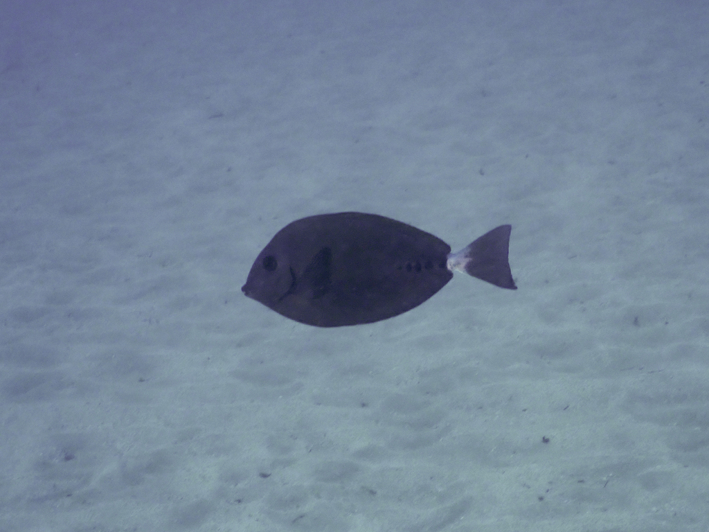 Australian Sawtail from Jervis Bay JBT 2540, Australia on October 25 ...