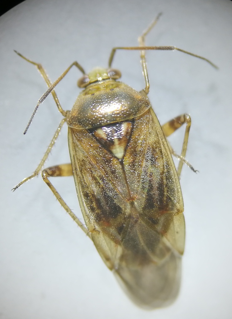 European Tarnished Plant Bug from Powiat sejneński, Polska on October ...