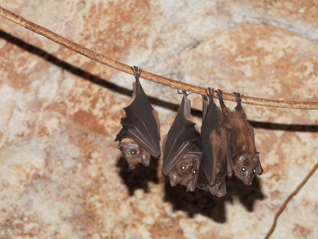 Angolan Soft-furred Fruit Bat from Kaskazini B, Tanzania on October 26 ...