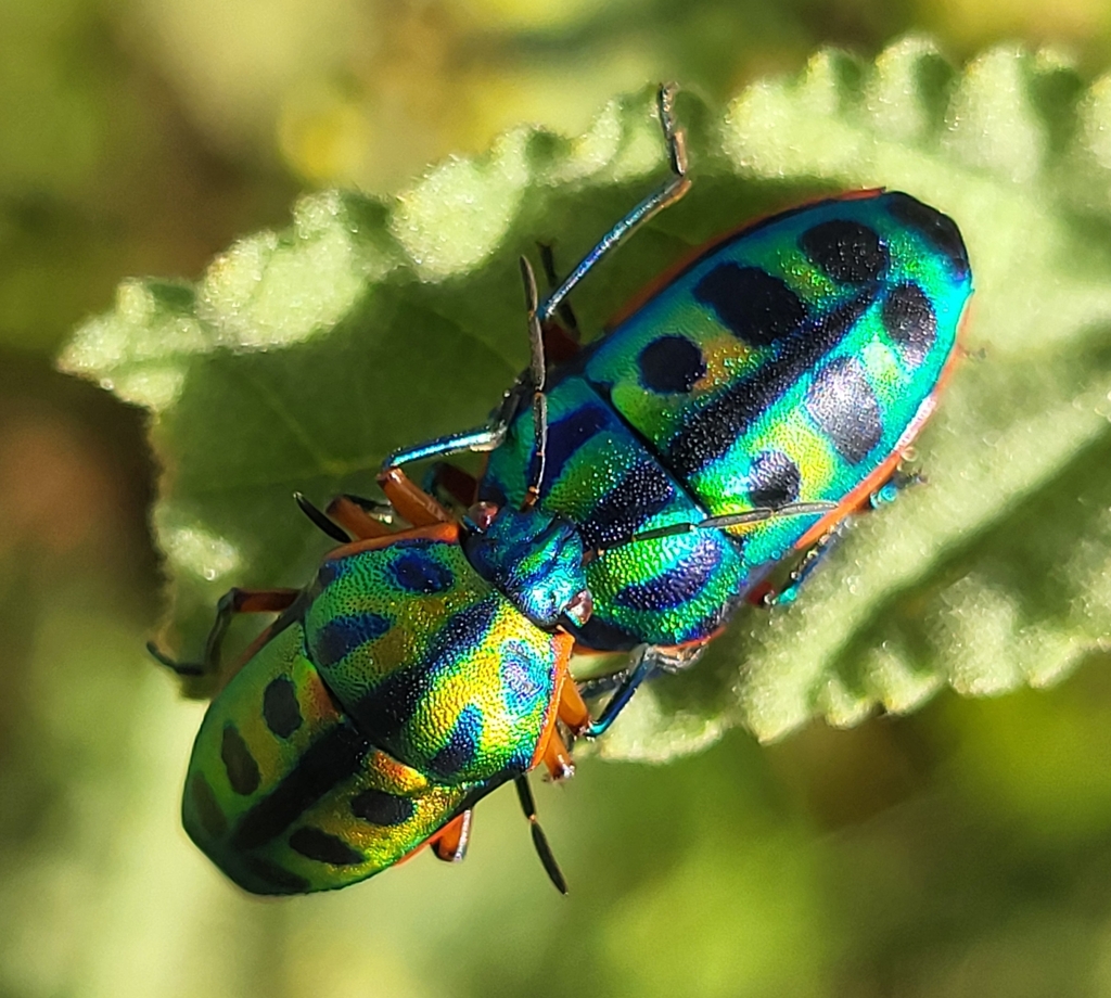 Rainbow Shield Bug in November 2024 by Luke Smith · iNaturalist
