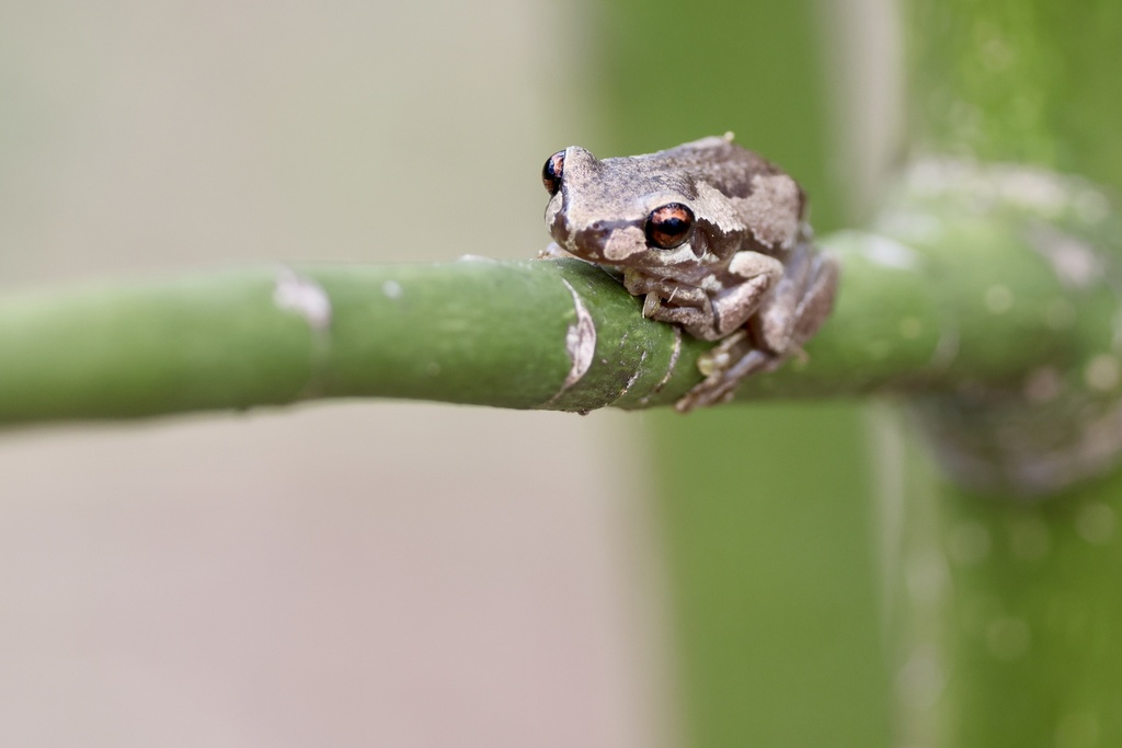 Bleating Tree Frog from Bellbird Nature Refuge, Mount Colliery, QLD, AU ...
