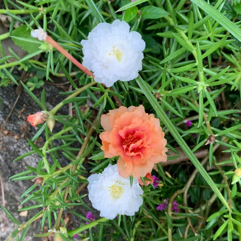 moss rose from Tagaytay City, Cavite, Philippines on October 29, 2024 ...