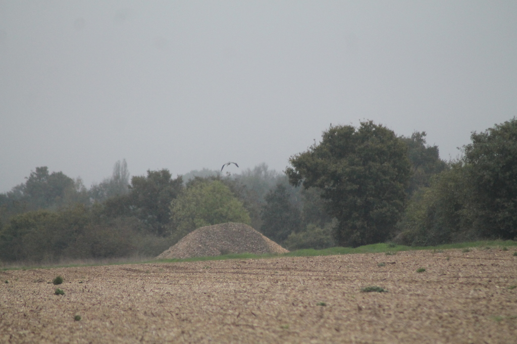 Hen Harrier from 86330 Martaizé, France on November 3, 2024 at 10:24 AM ...