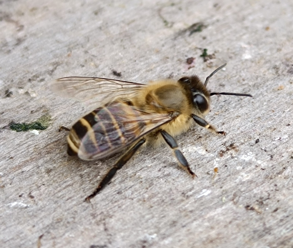 Japanese Honey Bee from 2545 Fujichō Ōaza Osoegawa, Saga, 840-0521 ...