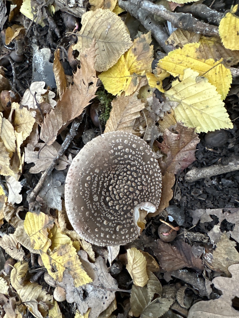 blusher from Sutherland Boulevard, Leigh-On-Sea, England, GB on ...