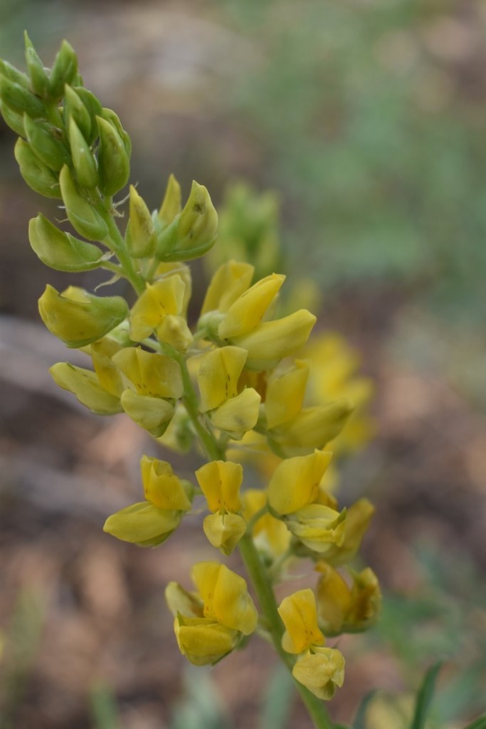 Saffron-flowered Lupine from Mt Eddy, California 96067, USA on July 06 ...
