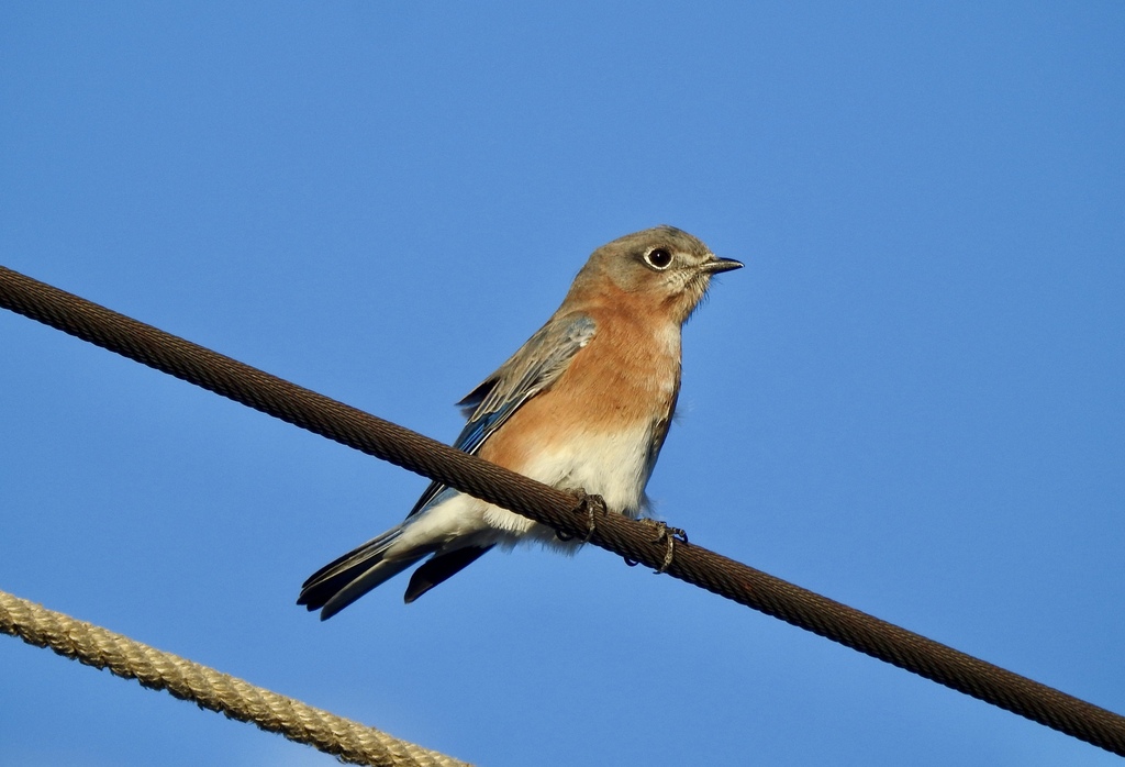 Eastern Bluebird from At Sea, North Carolina, USA on November 03, 2024 ...