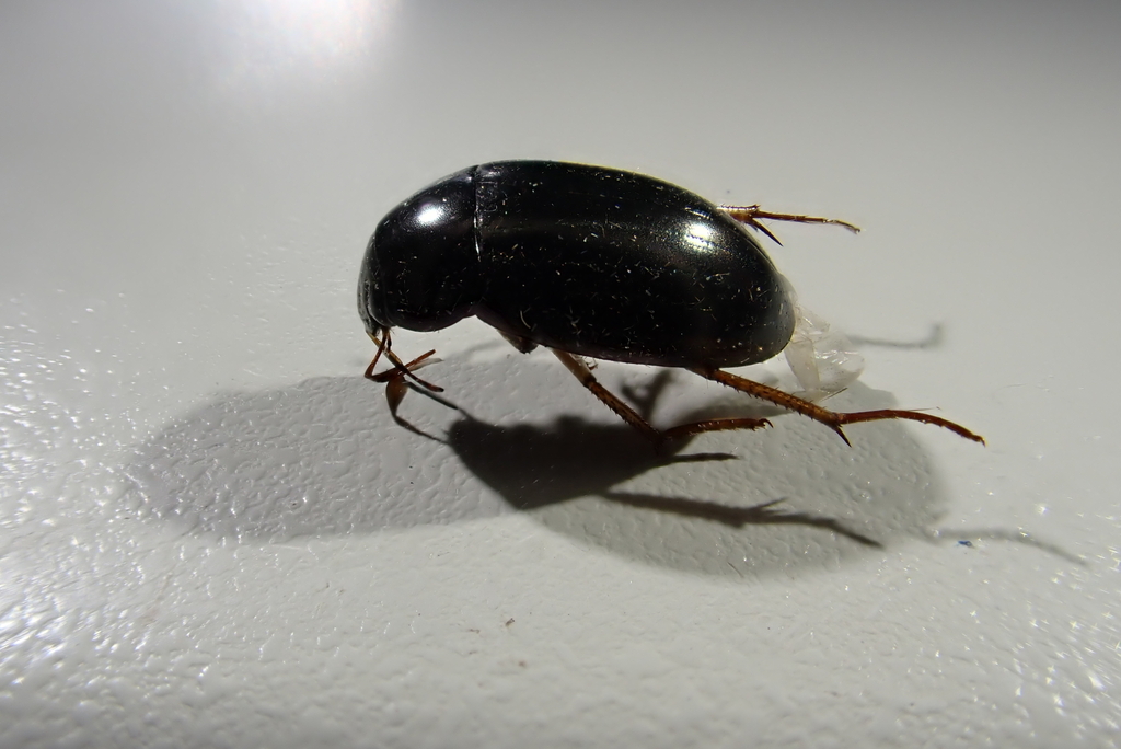 Hydrochara from Alyangula NT 0885, Australia on May 20, 2024 by Stephen ...