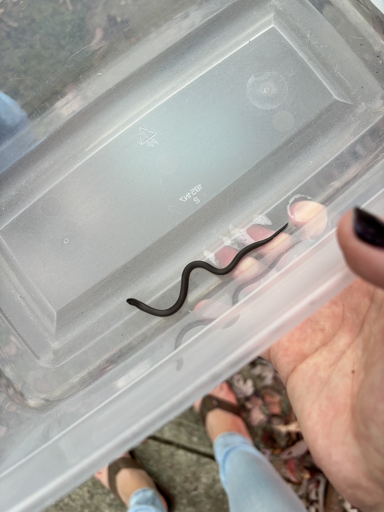 Eastern Worm Snake from Britley Ridge Dr, Huntersville, NC, US on ...