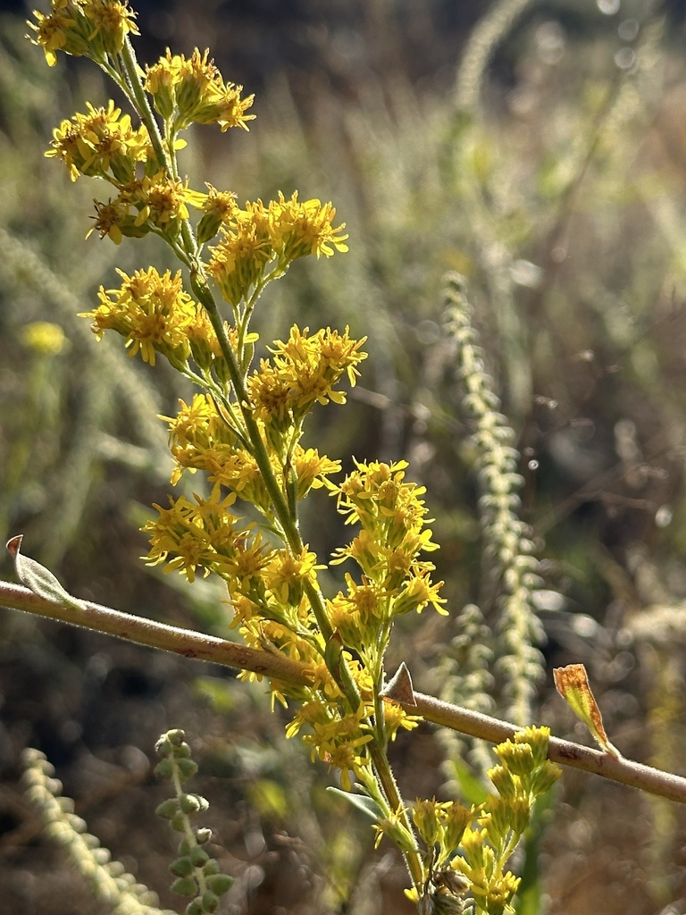 California goldenrod from Santa Rosa Plateau Ecological Reserve ...