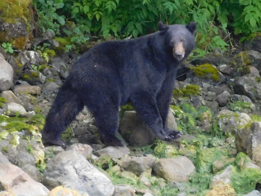 Dall Island Black Bear from Lituya Bay, , AK, US on June 7, 2016 at 03: ...