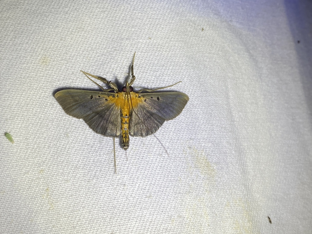 Filodes fulvidorsalis from 沖縄こどもの国, 北中城村, 沖縄県, JP on November 3, 2024 ...