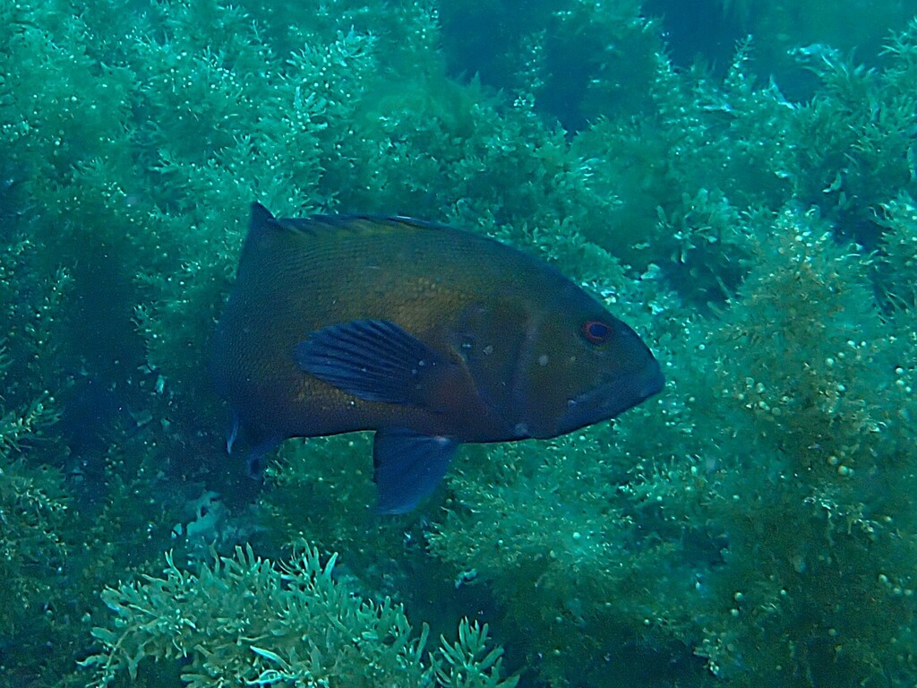 Breaksea Cod from Crystal Palace, Rottnest Island, WA, Australia on ...