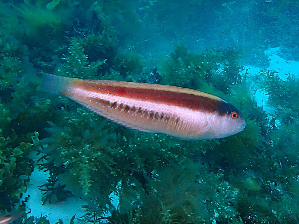 Southern Maori Wrasse from Crystal Palace, Rottnest Island, WA ...