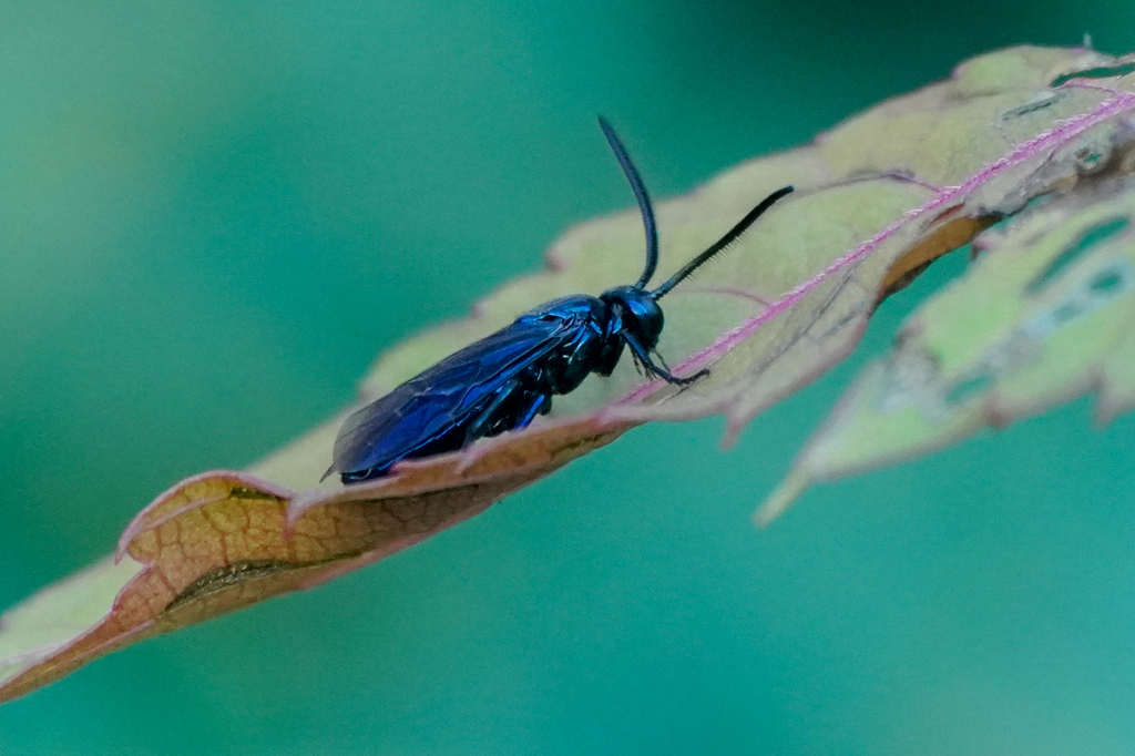 Azalea Argid Sawfly from 諏訪 on November 3, 2024 at 11:02 AM by WATANABE ...